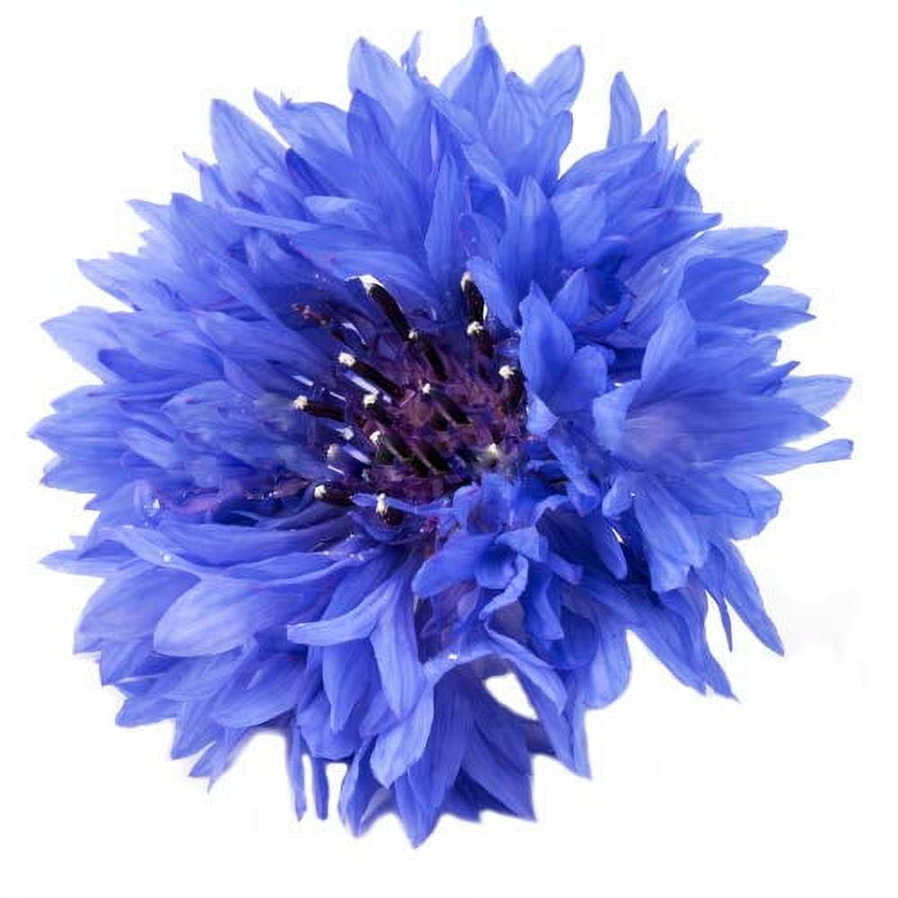 2 Oz. Blue Bachelor Button Seeds - MHD112,500 Seeds of one of America's ...