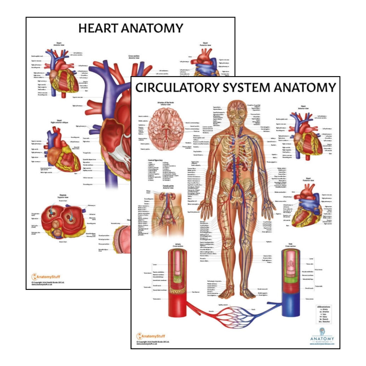 2 PACK Circulatory and Heart Anatomy Poster Set, LAMINATED, Anatomy and ...