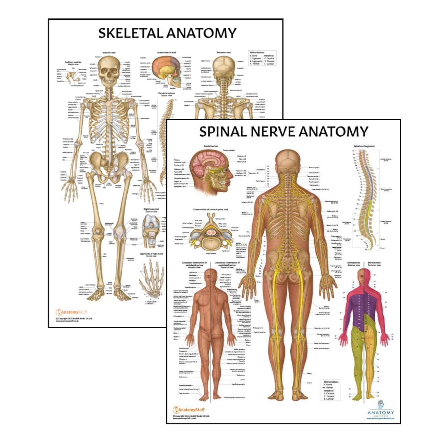 2 PACK Skeletal and Spinal Nerves Anatomy Poster Set, LAMINATED ...