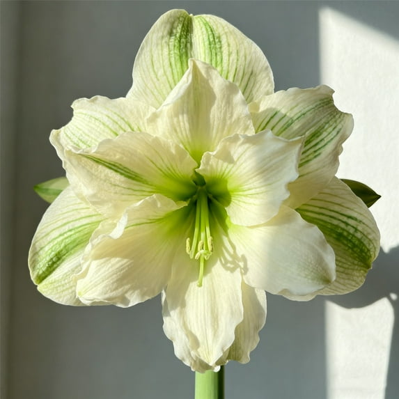 2 PCS Easy to Grow-Bulk Amaryllis-Bulbs For Planting-Garden-Bulk ...