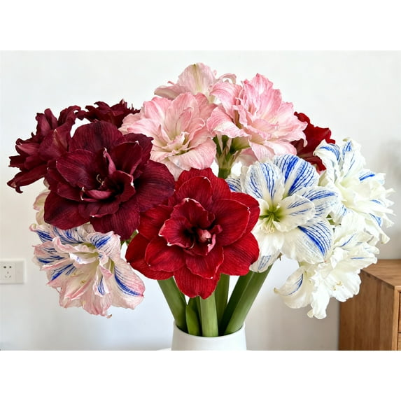 2 PCS Easy to Grow-Bulk Amaryllis-Bulbs For Planting-Garden -Elegance ...