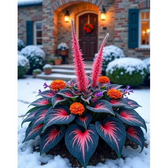 2 PCS Easy to Grow-Bulk-Blue Hosta-Bulbs For Planting-Garden-Bulk ...