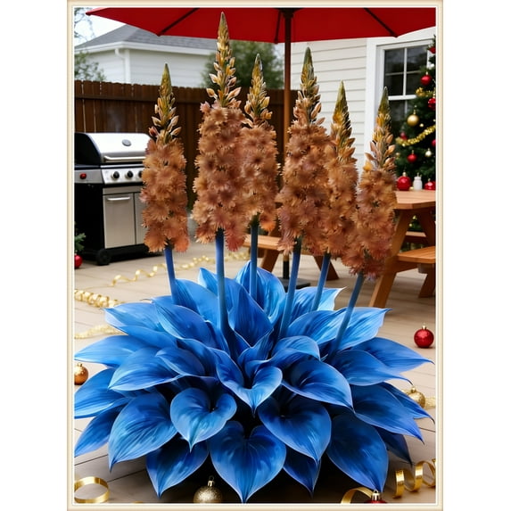 2 PCS Easy to Grow-Bulk-Buy Blue Hosta-Bulbs For Planting-Garden ...