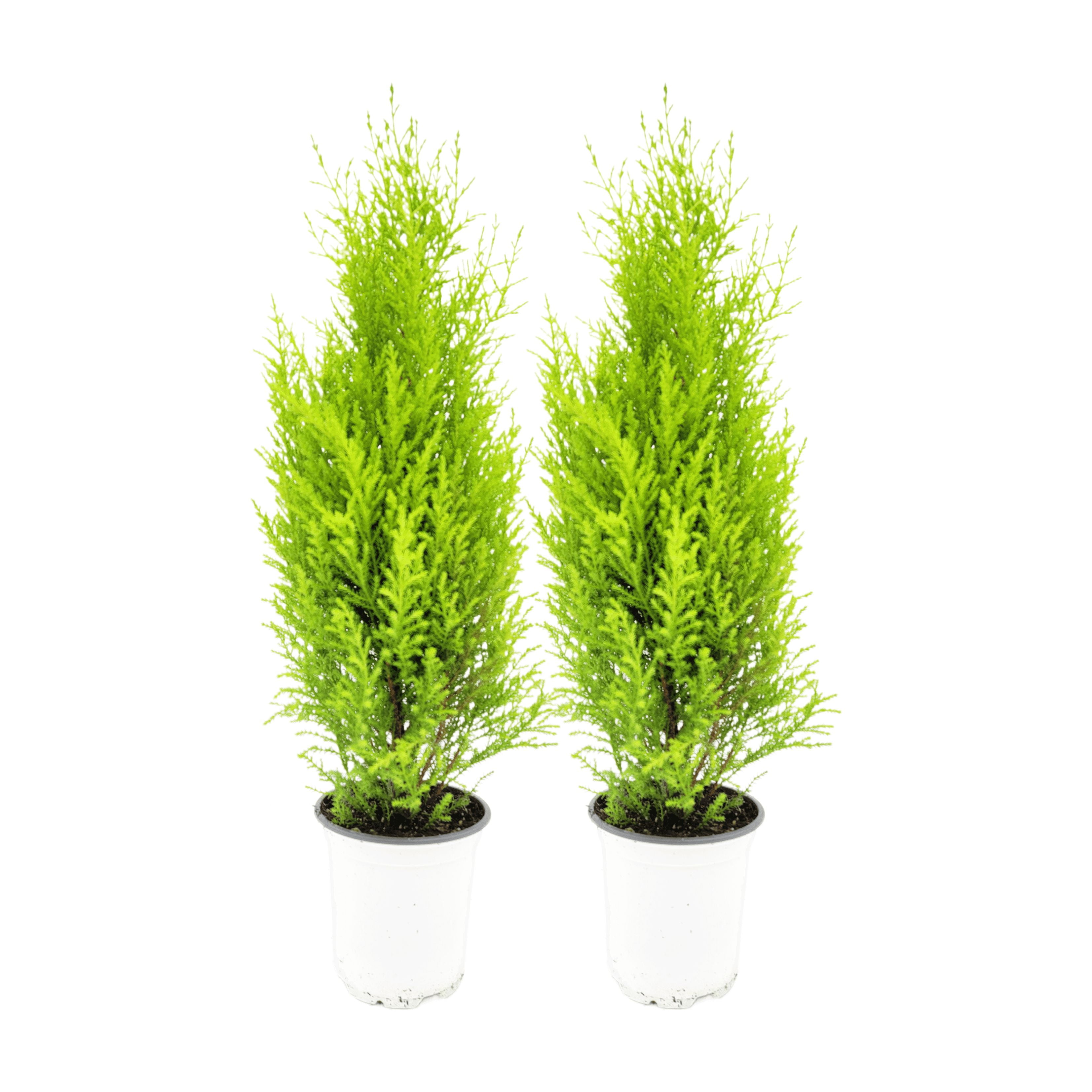 2-PK Live Dwarf Lemon Cypress, Cupressus macrocarpa ‘Goldcrest Wilma ...