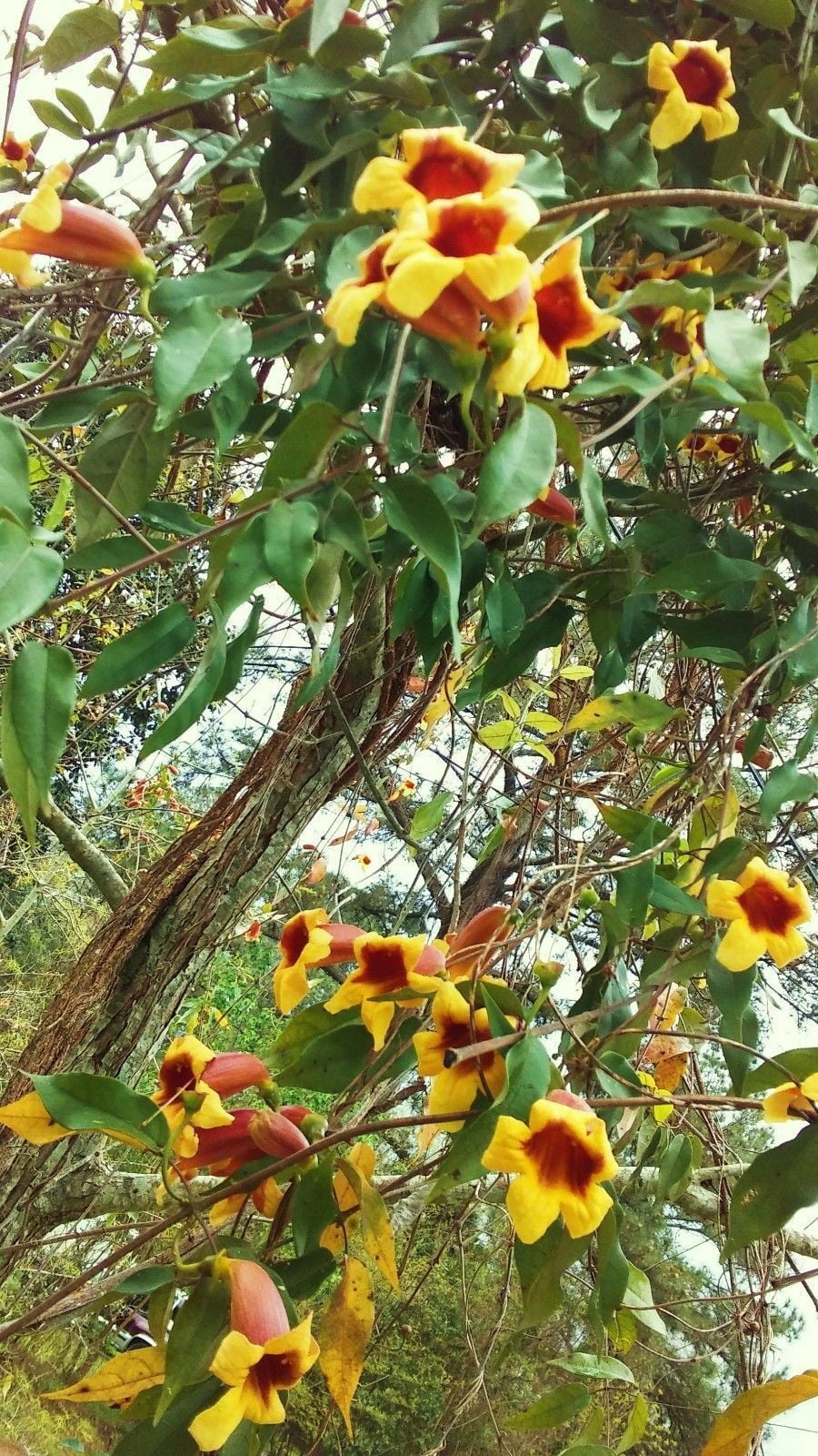 2 Tangerine Beauty Bignonia Cross Vines Plants, Yellow Orange Red ...