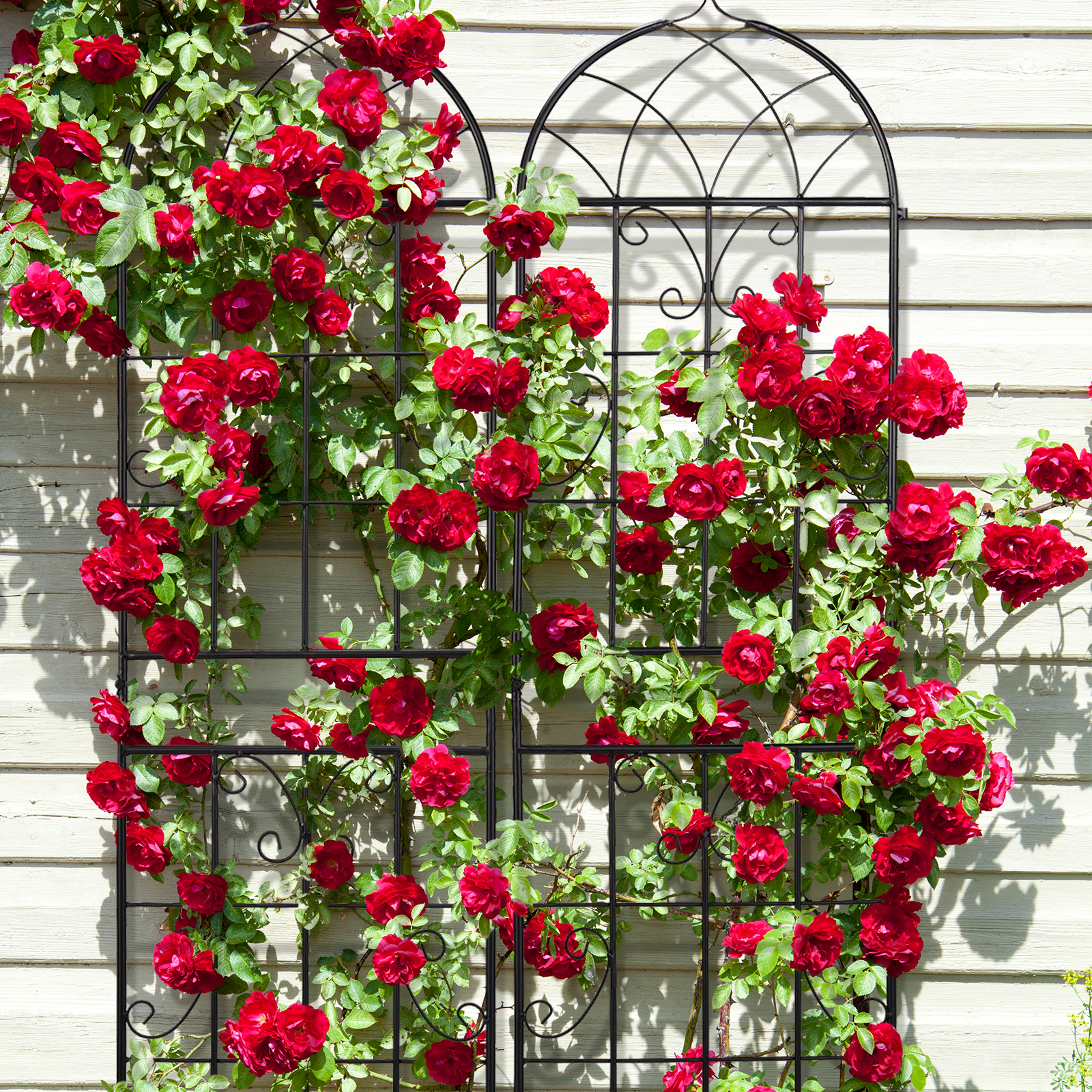 2 Pack 16" x 61" Rustproof Iron Garden Trellis - Heavy Duty Metal Plant ...