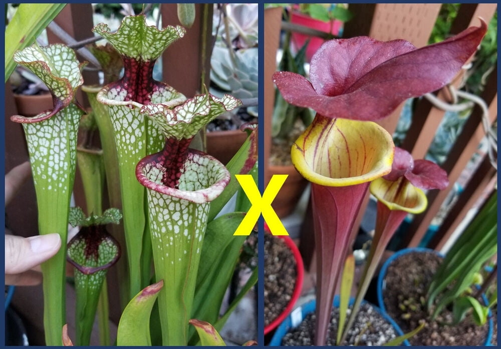 (2-Pack) 2023 SARRACENIA SEEDS: LUNCHBOX X FLAVA WACCAMAW [CARNIVOROUS PLANT SEED] - Walmart.com