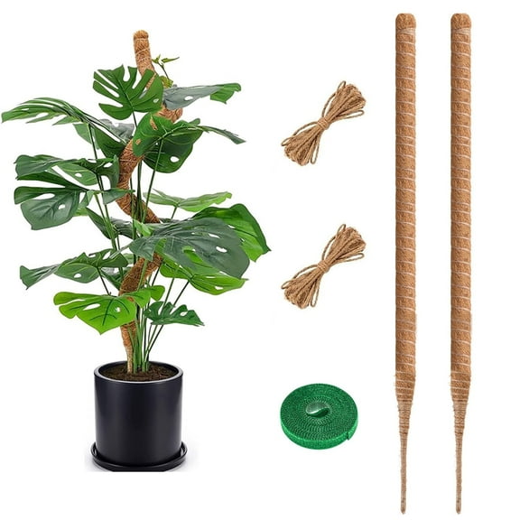 Moss Column For Climbing Plants - Set Of 2 Growth Supports For Monstera ...