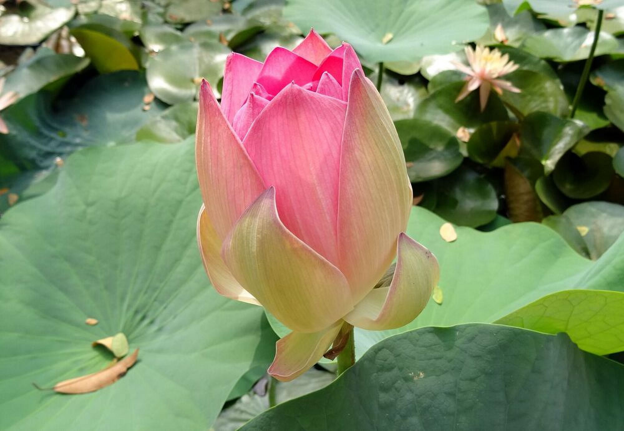 (2-Pack) 5 Nelumbo Seeds - Wild Indian Lotus - Lily- Water Plant Seeds ...