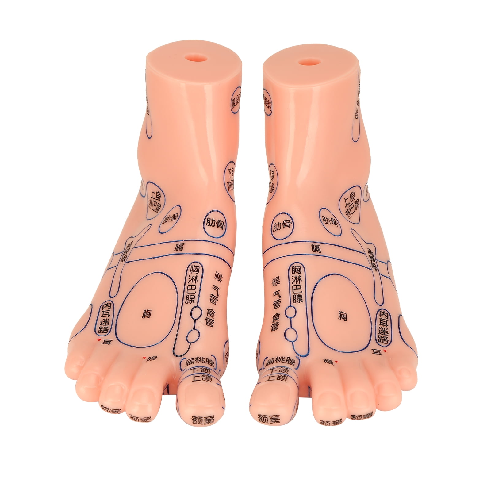 2-Pack Anatomical Foot Acupoint Models for Acupuncture Education and ...