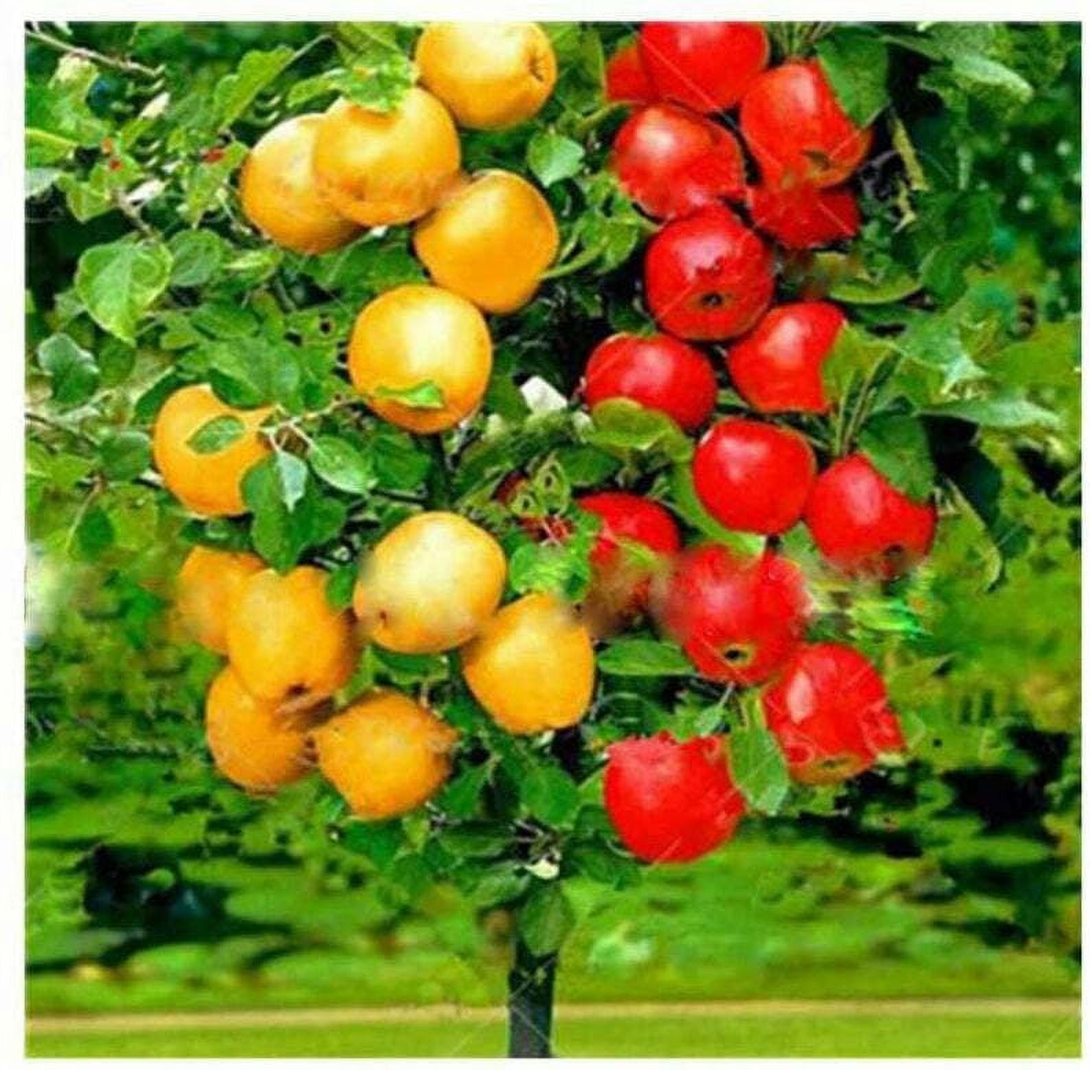 (2-Pack) Apple Tree Seed to Bonsai - 20 Seeds - Walmart.com