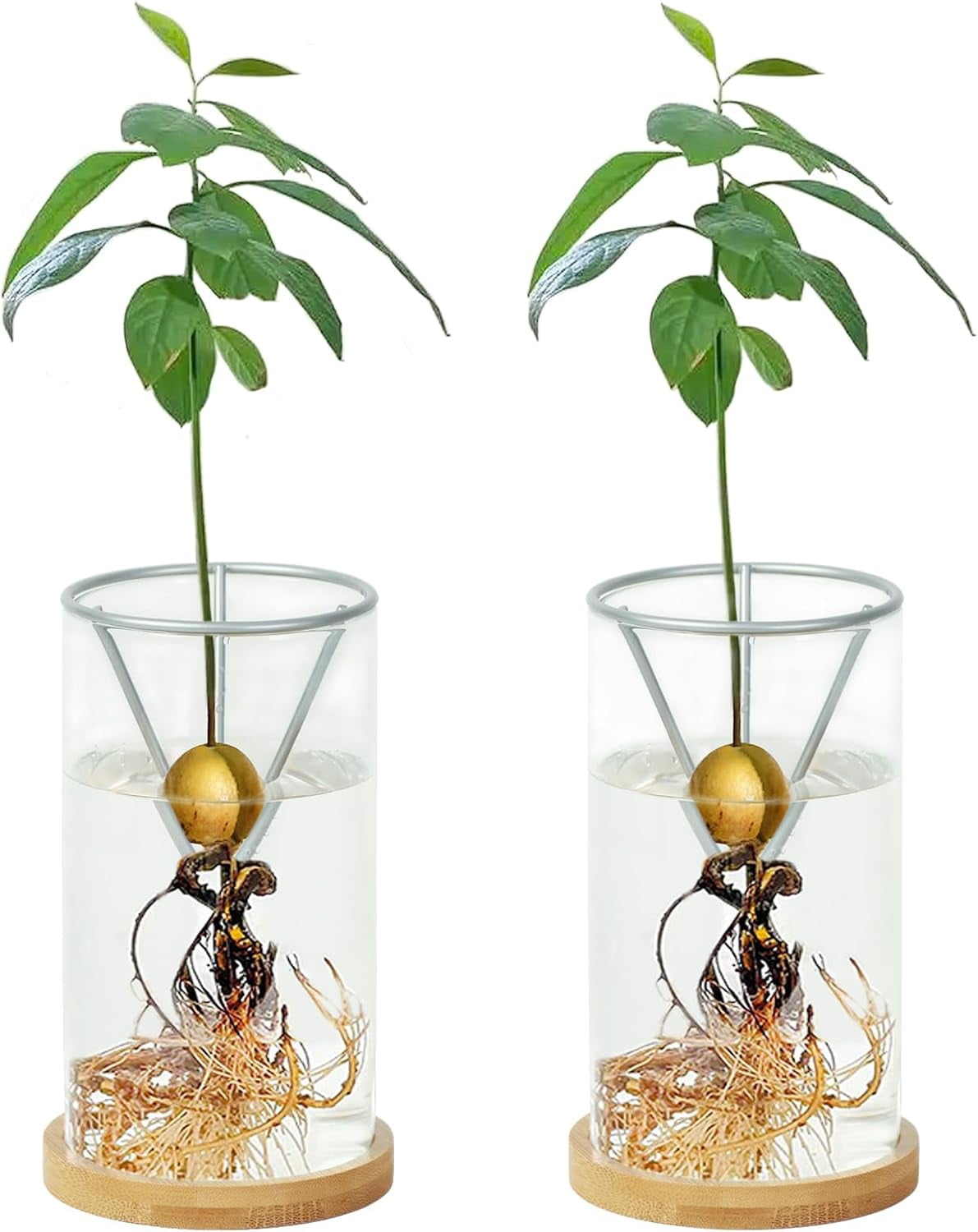 2 Pack Avocado Tree Growing Kits, Avocado Growing Vase Wooden Base ...