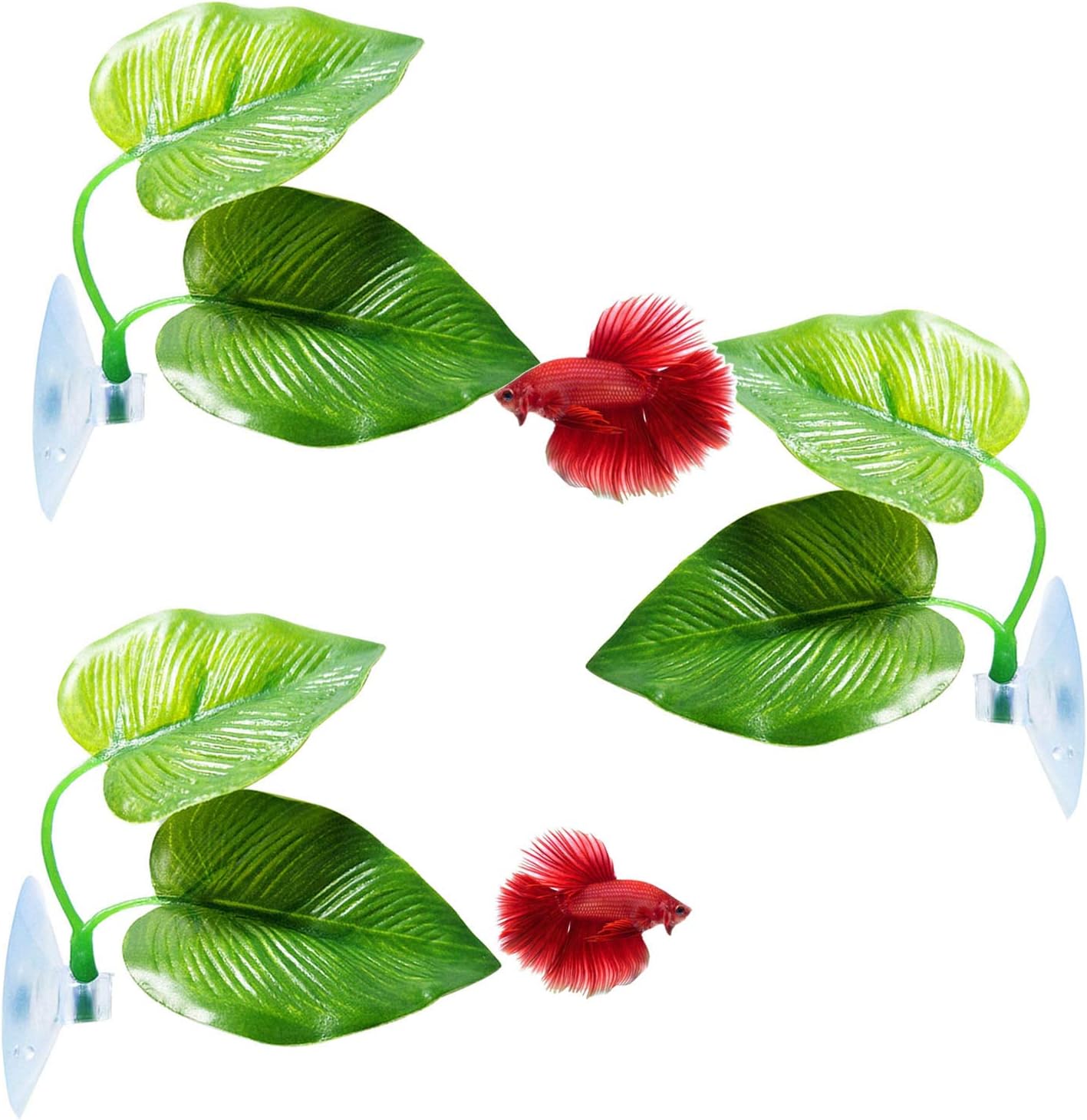 2 Pack Betta Fish Leaf Pad Improves Betta's Health by Simulating The ...