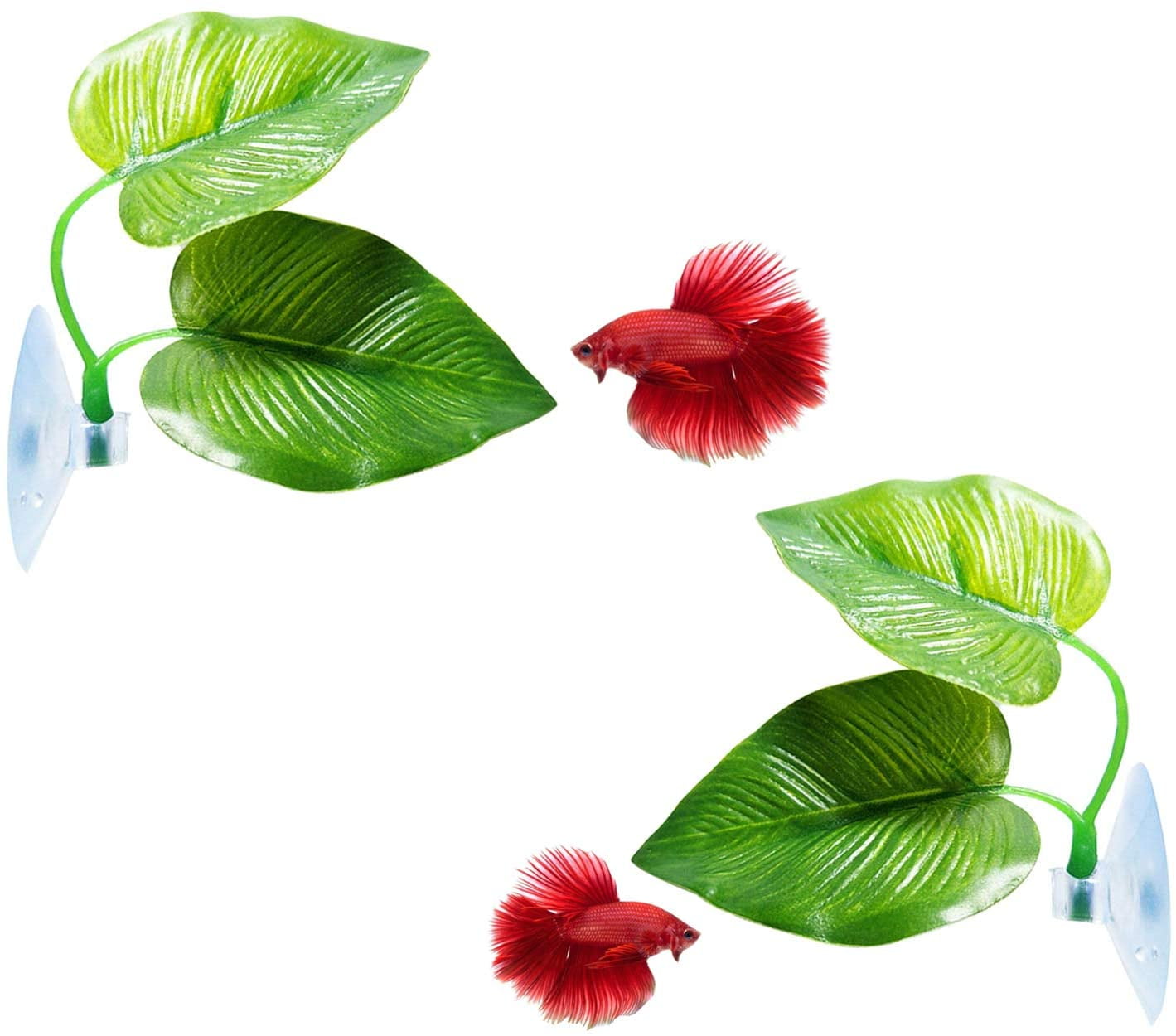 2 Pack Betta Fish Leaf Pad Improves Betta's Health by Simulating The ...