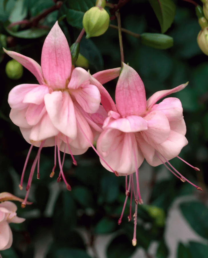 2 Pack Fuchsia ‘Southgate’ Live Plants, 4–6 Inch Tall in 4” Pots ...