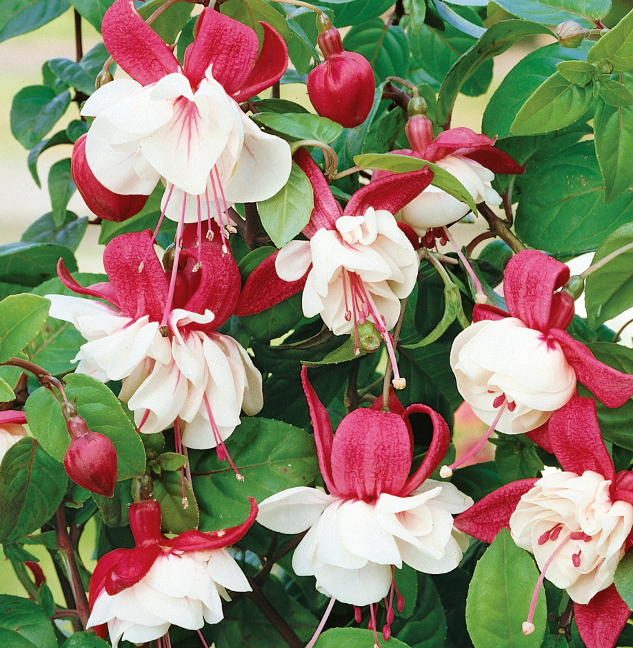 2 Pack Fuchsia ‘Swingtime’ Live Plants, 4-6 Inch Tall in 4” Pot, Red ...