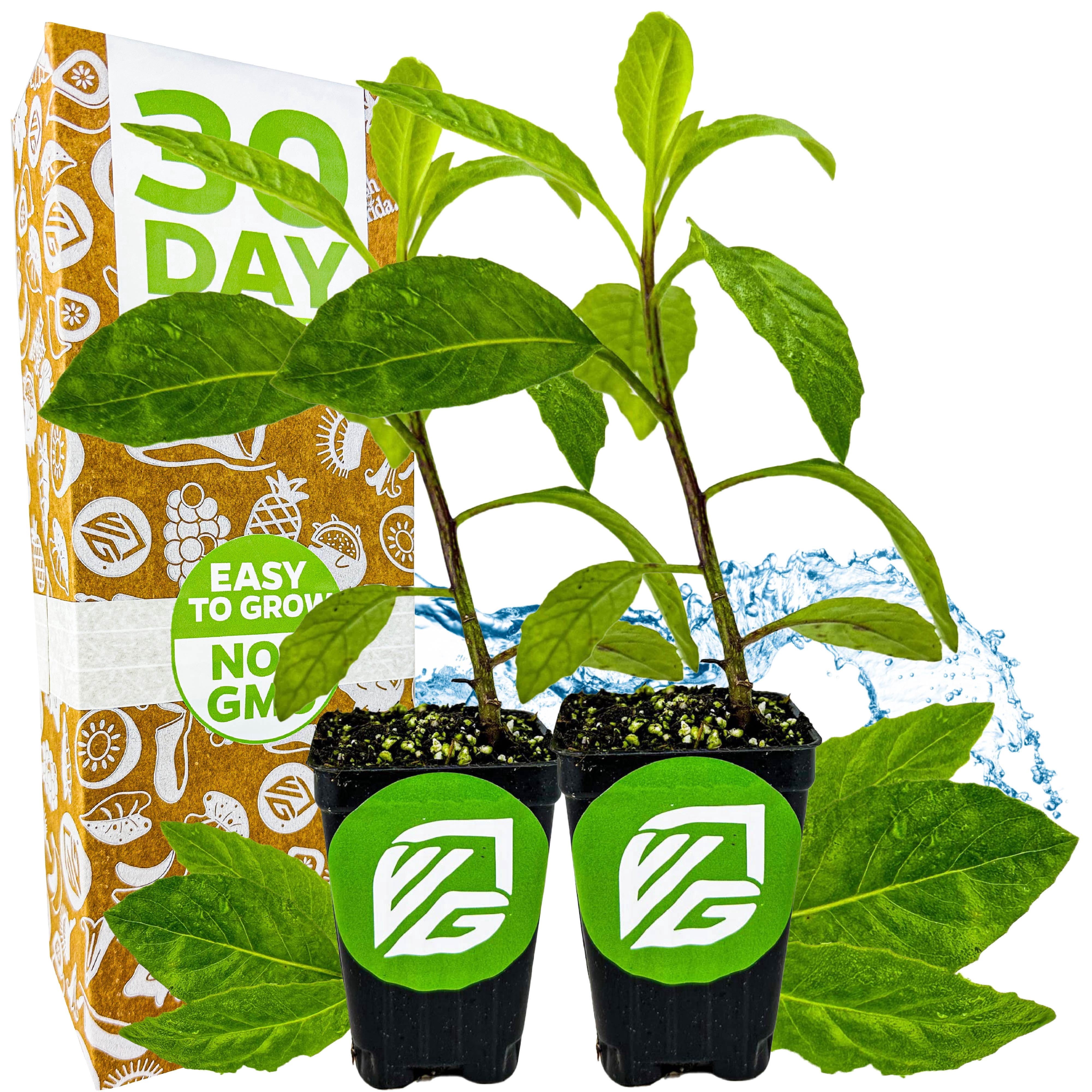 (2-Pack) Longevity Spinach Live Plant - Gynura procumbens by Wellspring ...