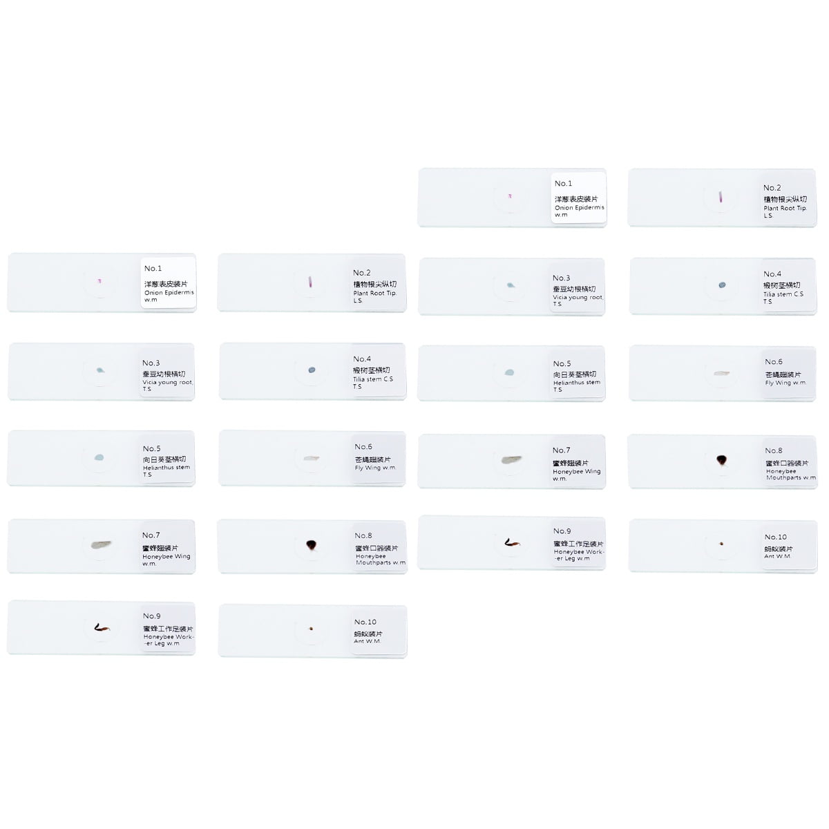 2 Pack Microscope Specimens Slides Sample Observation Critter Insect ...