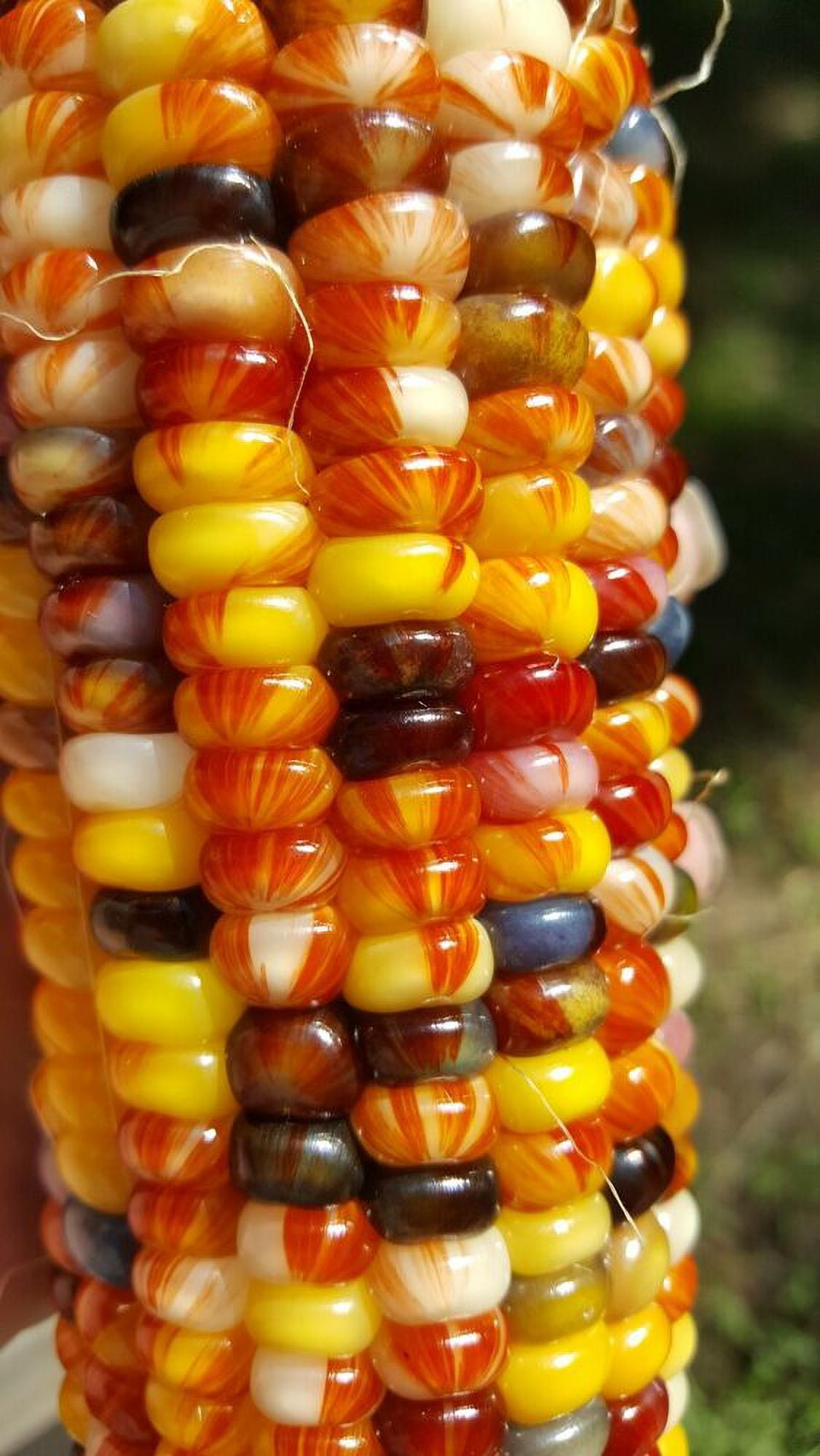 (2-Pack) Rare Giant Indian Corn Seeds X50!Colorful Massive Ears ...