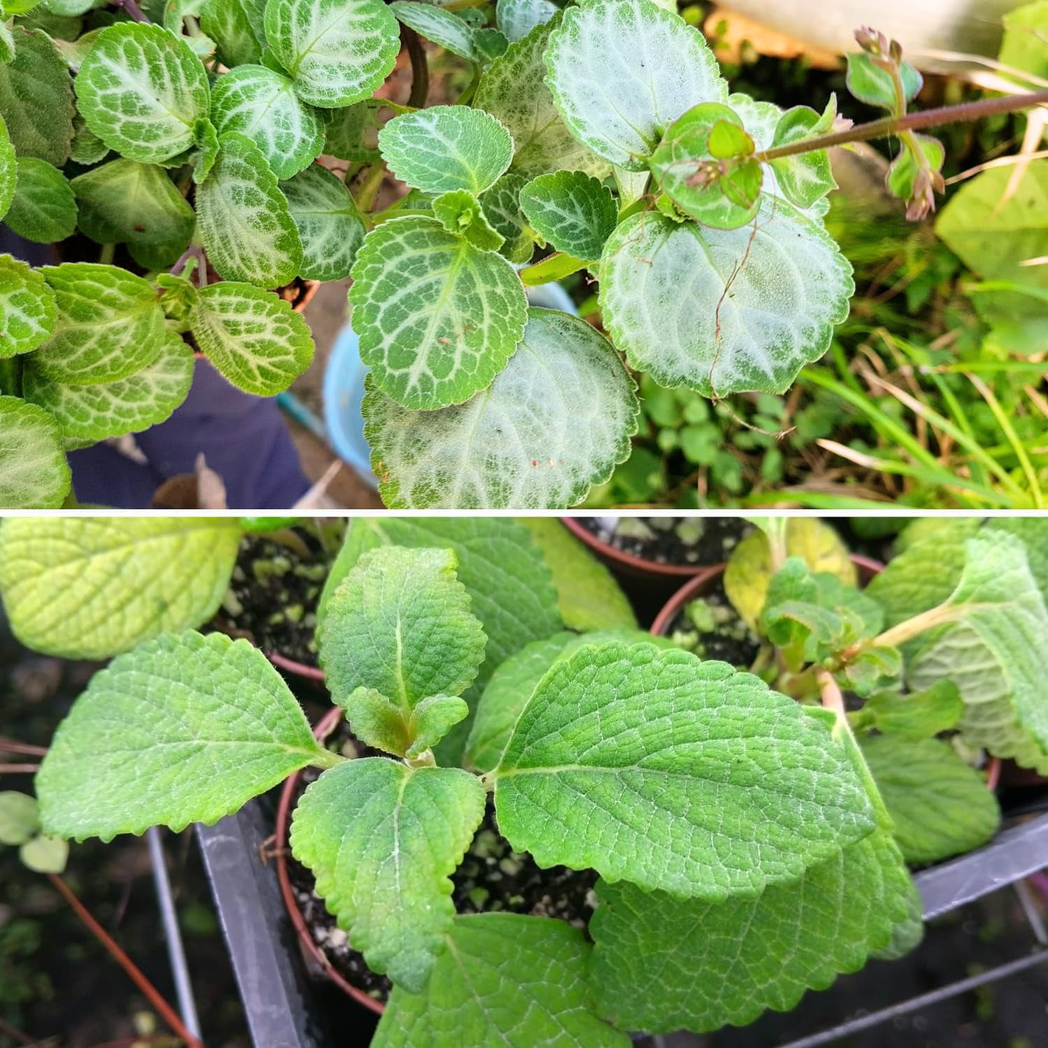 2-Pack Silver Plectranthus Swedish Ivy Plants Live, Swedish Ivy Mint ...