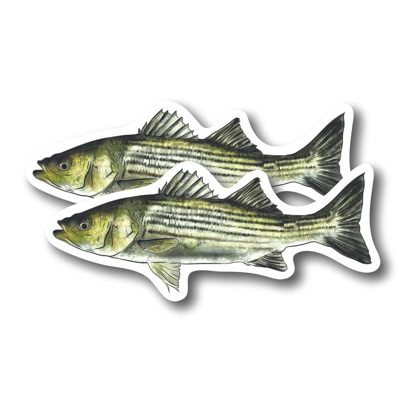 (2 Pack) Striped Bass Stickers - Fisherman Love to Fish Bass Fisher Man ...