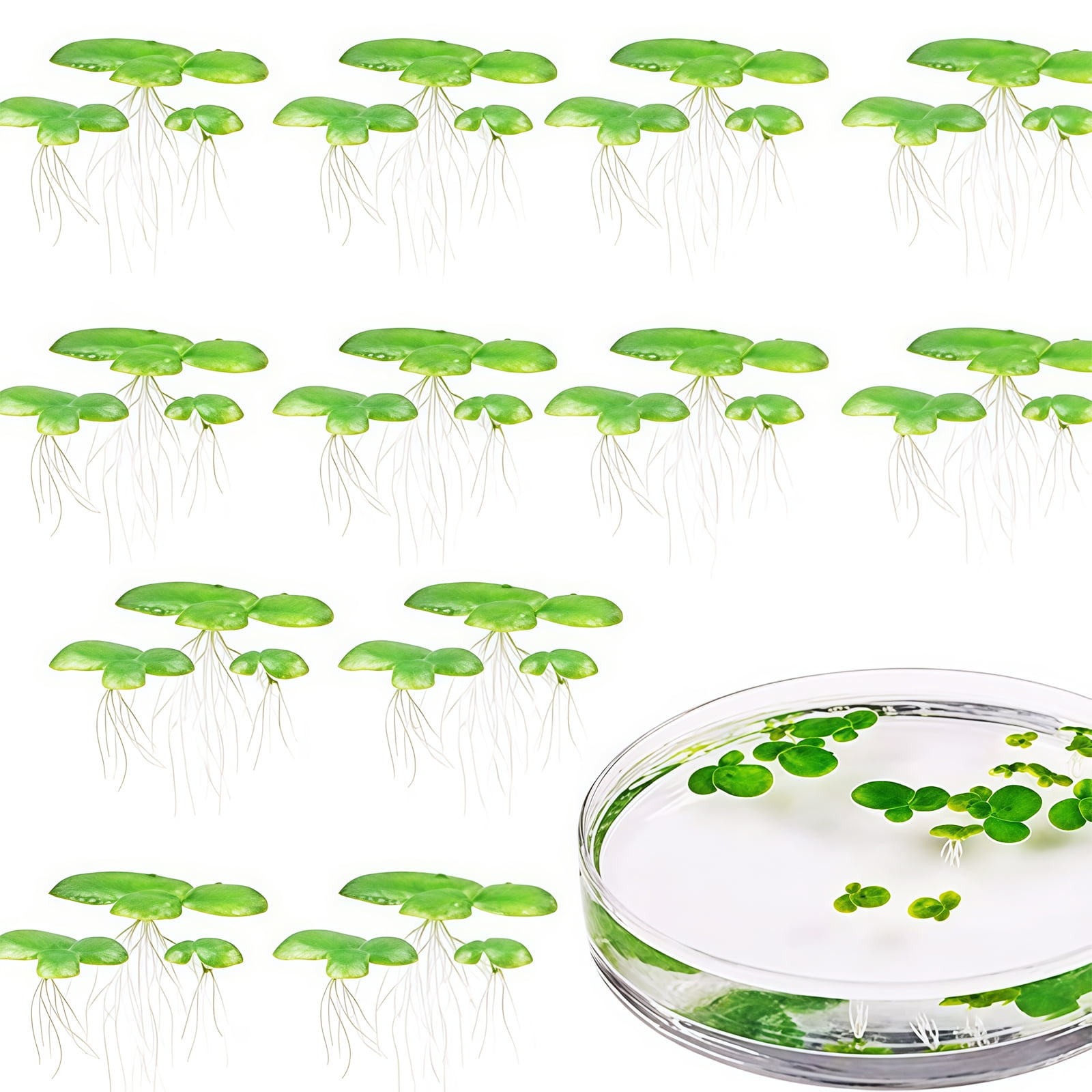 2 Pack Synthetic Floating Duckweed For Aquarium Decoration Realistic ...