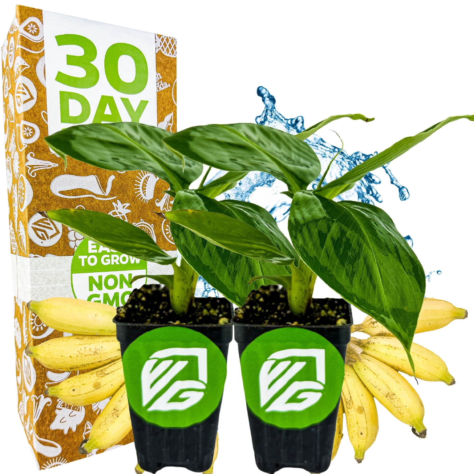 (2-Pack) Truly Tiny Banana Live Plant - Musa 'Truly Tiny' by Wellspring ...