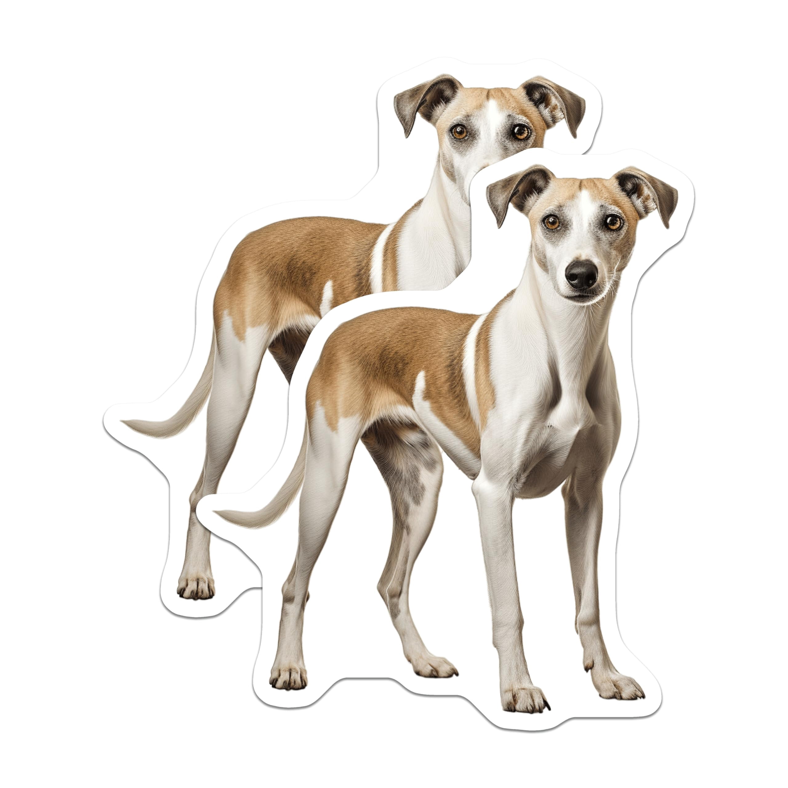 (2 Pack) Whippet Dog Breed Stickers - Realistic Sighthound Artwork ...