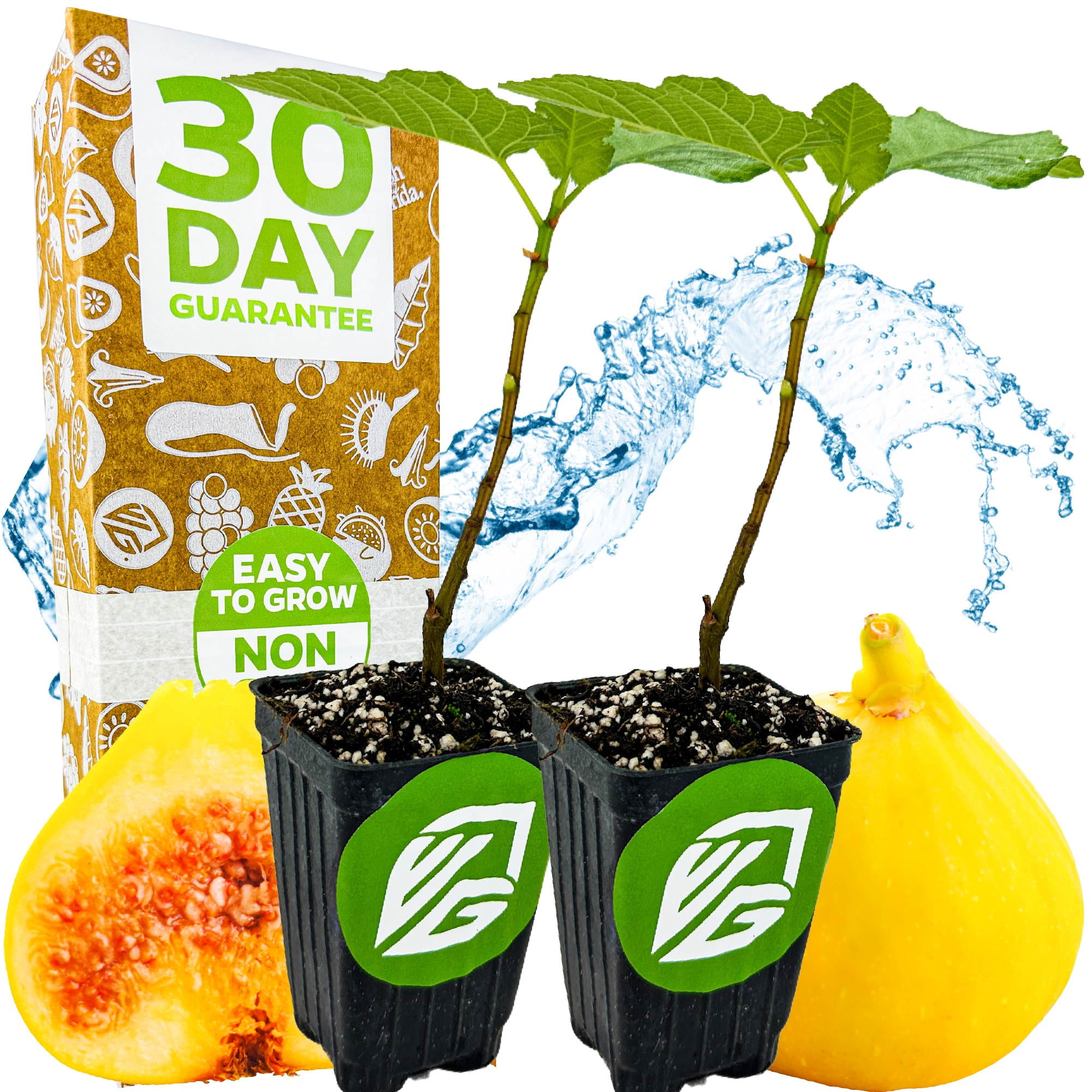 (2-Pack) Yellow Long Neck Fig Live Plant - Ficus carica by Wellspring ...