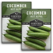 Parthenocarpic Cucumber Seeds