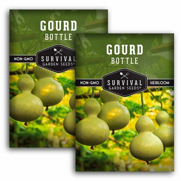 2 Packs Burdock Root Seed - Gobo - Non-GMO Heirloom Biennial Full Sun ...