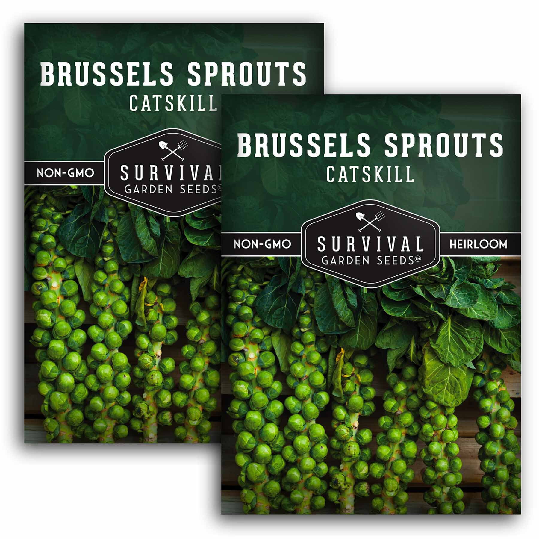 2 Packs Catskill Brussels Sprouts Seed - Non-GMO Heirloom Full Sun ...