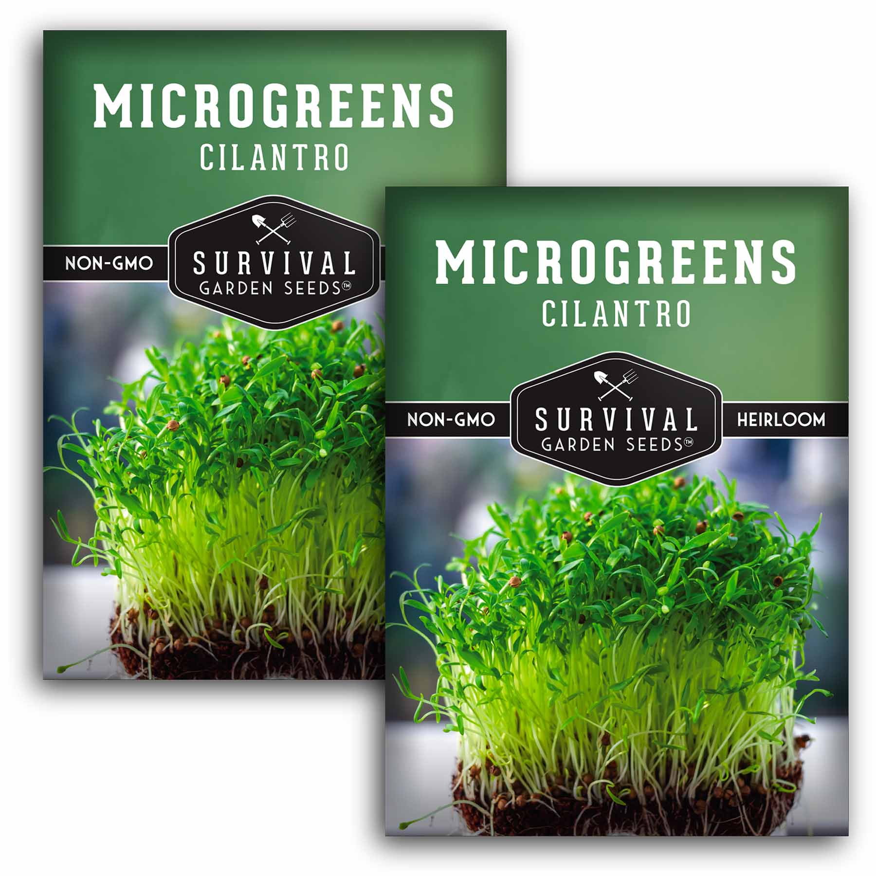 2 Packs Cilantro Microgreens Seeds for Sprouting - Non-GMO Heirloom ...