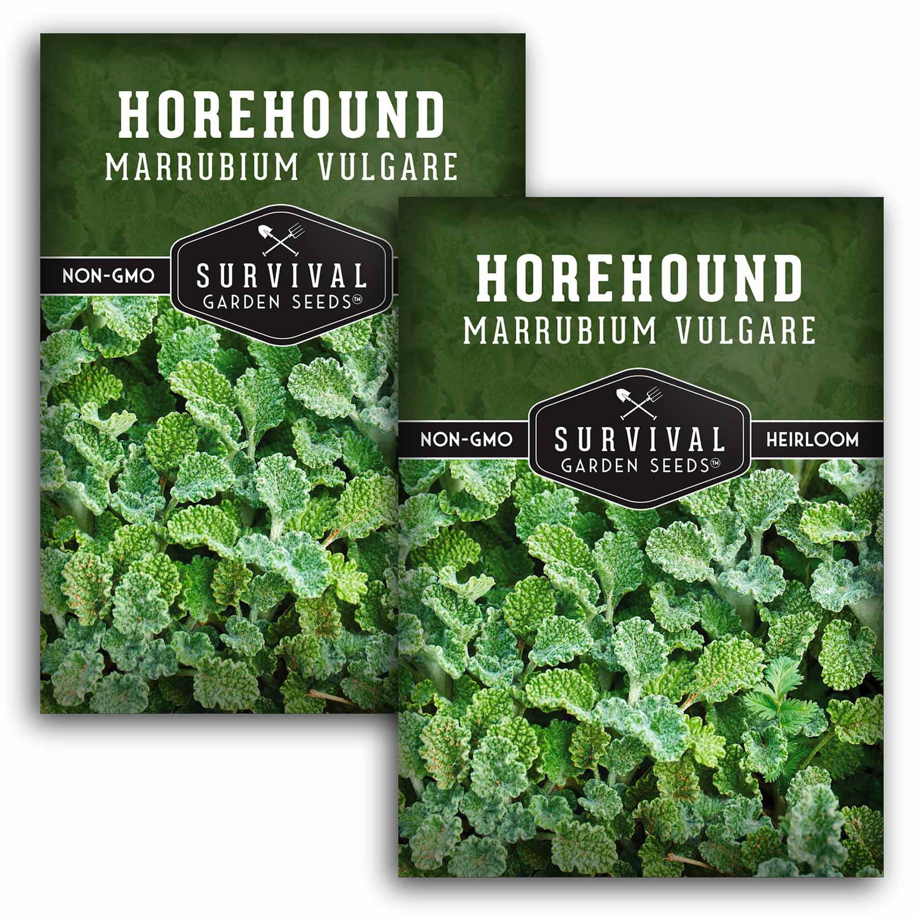2 Packs Horehound Seed - Marrubium Medicinal Herbs - Non-GMO Heirloom ...