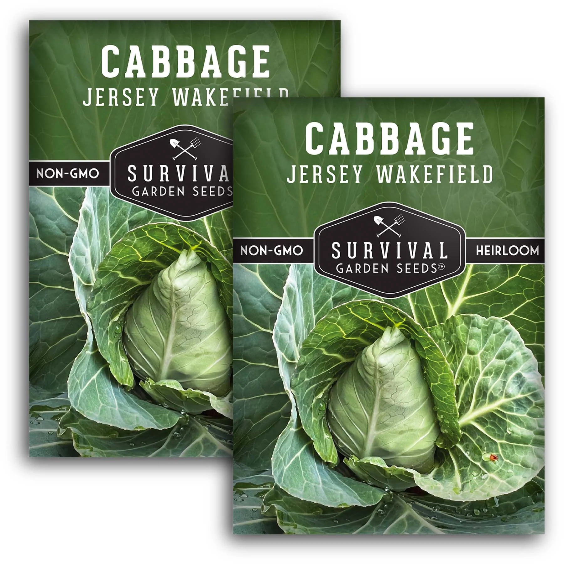 2 packs Jersey Wakefield Cabbage Seed - Non-GMO Heirloom Full Sun ...