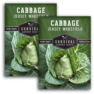 2 Packs Jackson Wonder Lima Bean Seed - Non-GMO Heirloom Full Sun ...