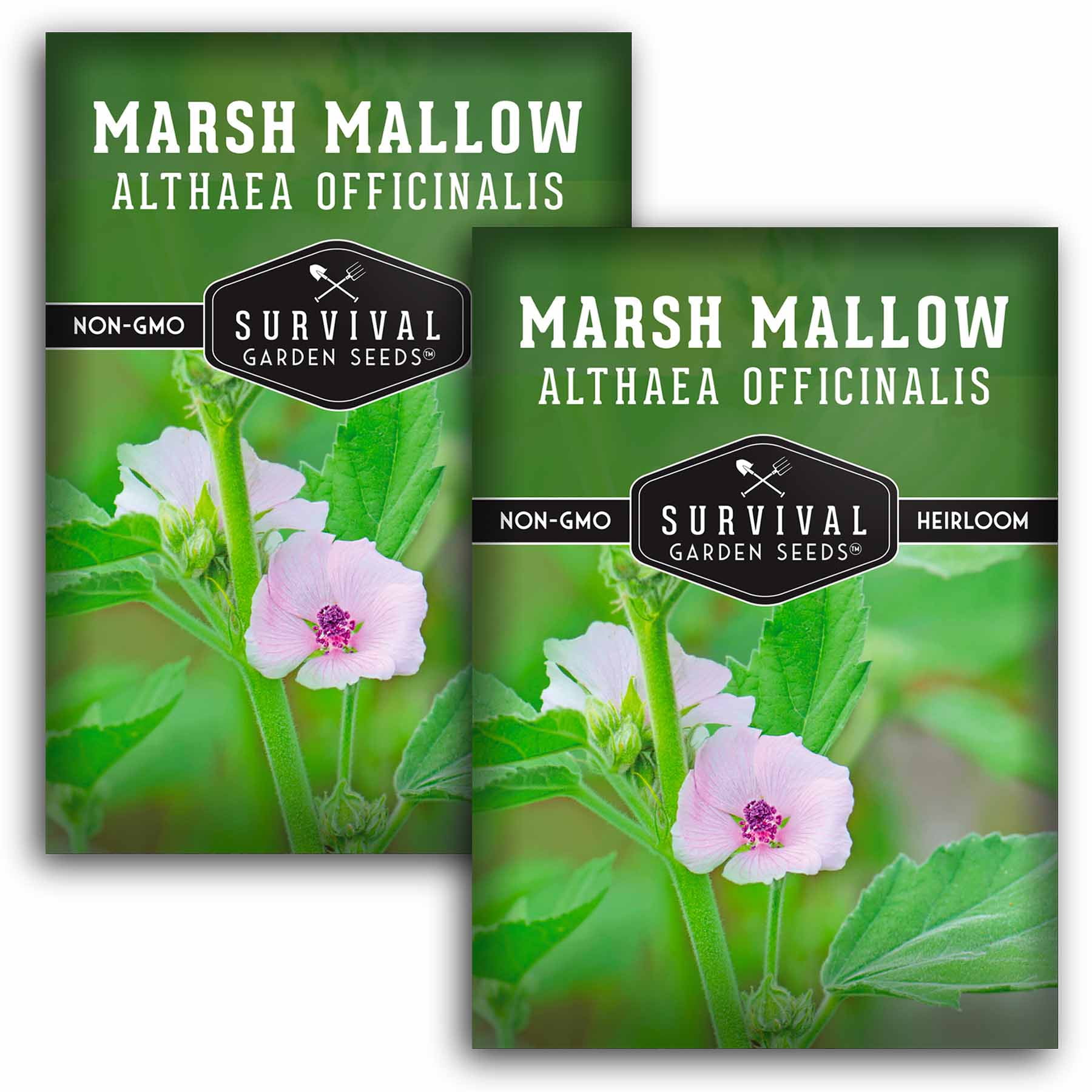 2 Packs Marsh Mallow Seed - Rare Medicinal Flowering Herbs - Non-GMO Heirloom Perennial Full Sun ...