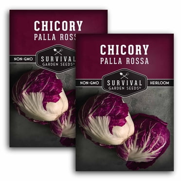 2 Packs Burdock Root Seed - Gobo - Non-GMO Heirloom Biennial Full Sun ...