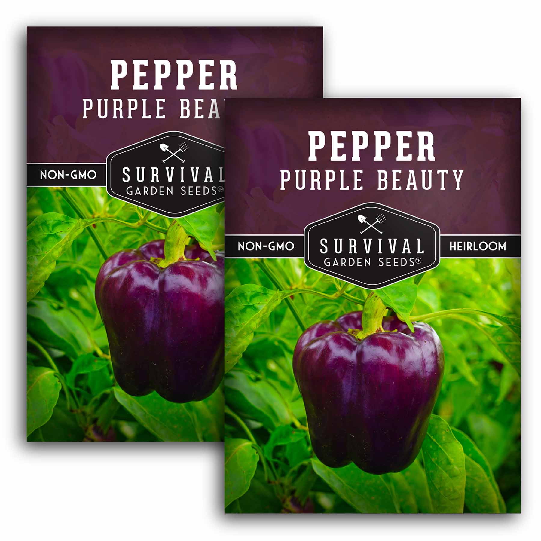 2 Packs Purple Beauty Pepper Seed - Non-GMO Heirloom Annual Full Sun ...