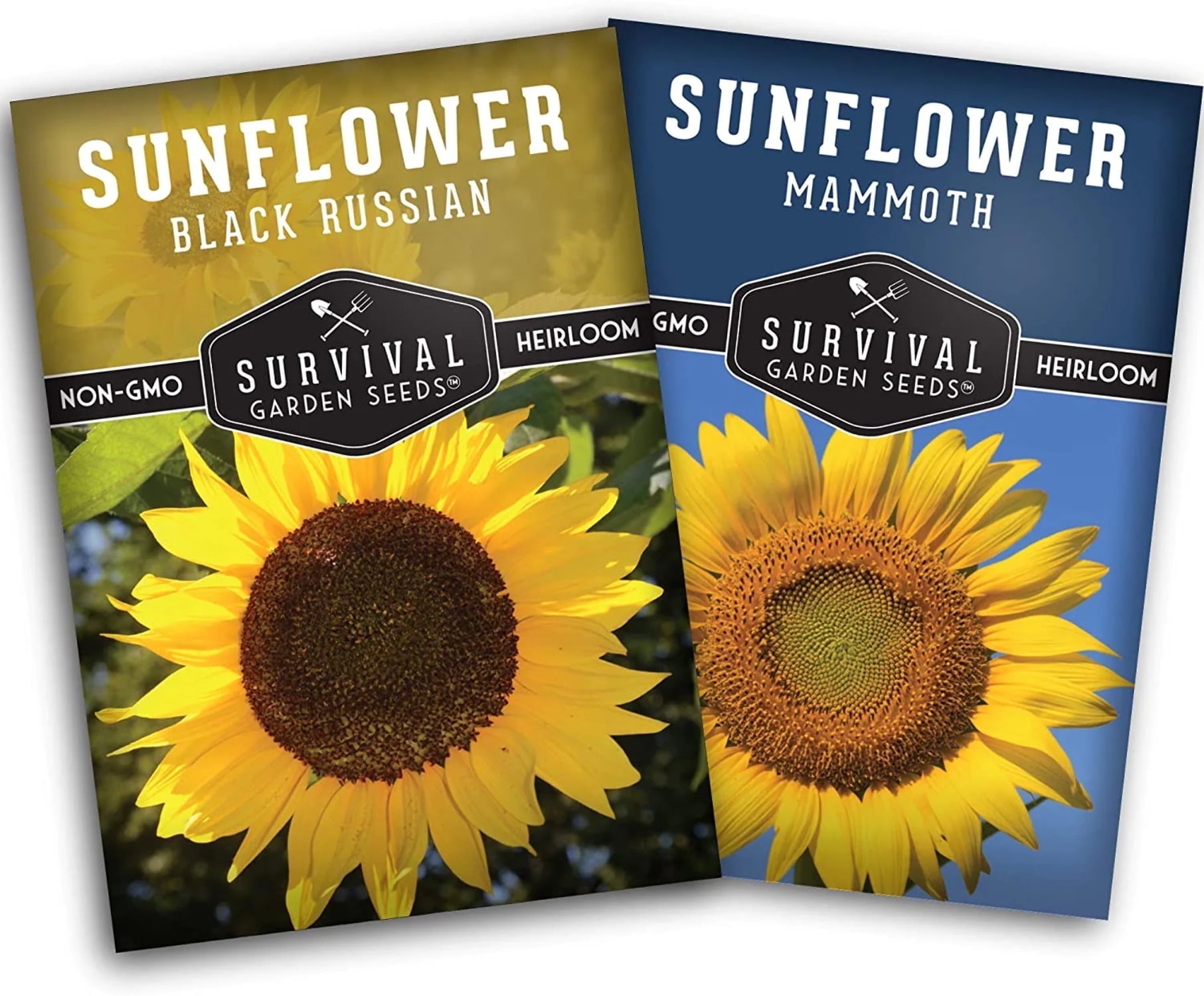 Sunflower Seeds 2 Variety Pack to Plant - Mammoth, Black Russian ...