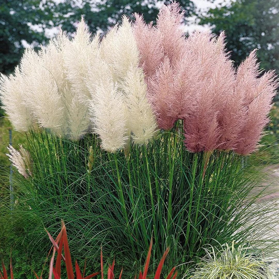 2 Pampas Grass Plants Live, Ornamental Grasses Live Plants Perennial ...