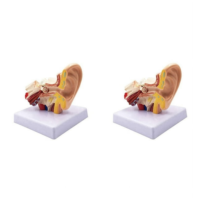 2 Pcs 1.5X Human Ear Anatomy Model - Professional Desktop Inner Ear ...