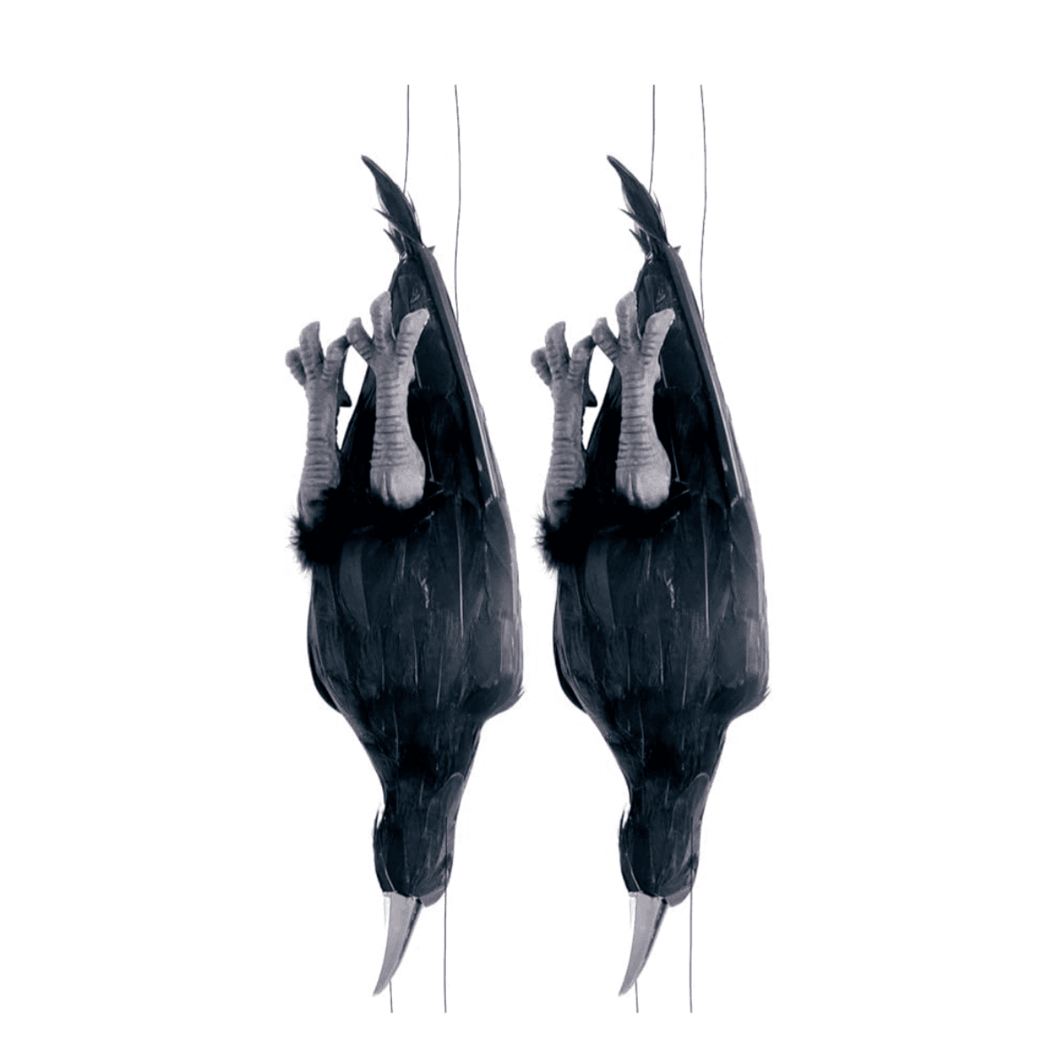 2 Pcs 17 Inch Realistic Hanging Dead Crows Decoy Life Size Black ...