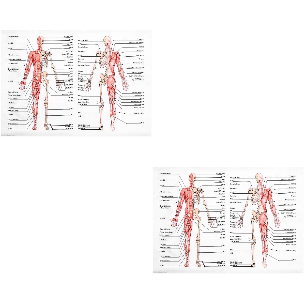 2 Pcs Anatomy Poster Heart Human Dissection Educational Hanging ...