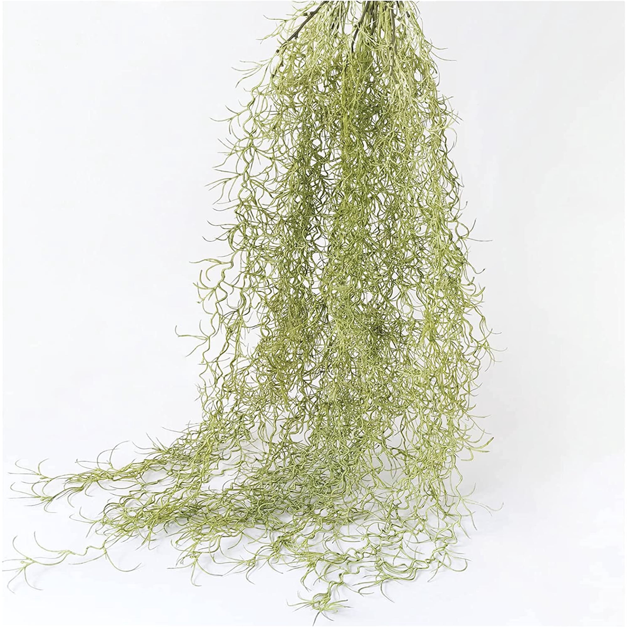 Spanish Moss Plant