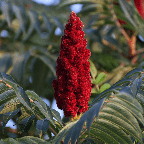 2 Pcs Black Sumac Bush Live Plant, Dwarf Sumac Tree, Bare Rooted ...