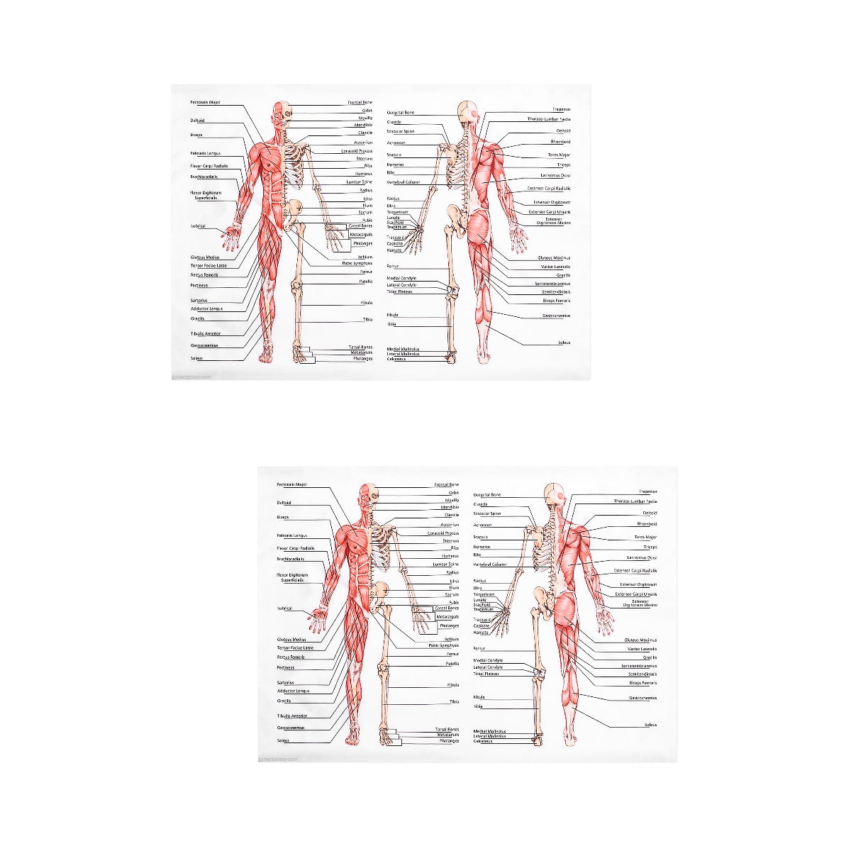 2 Pcs Brain Model Anatomical Human Dissection Poster - Walmart.com