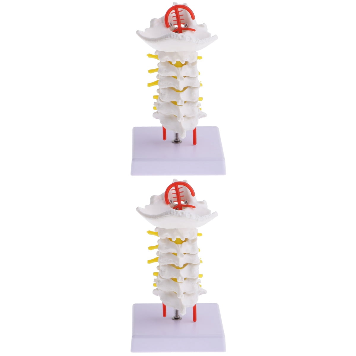 2 Pcs Cervical Spine with Carotid Artery Model Anatomy Skull Student ...