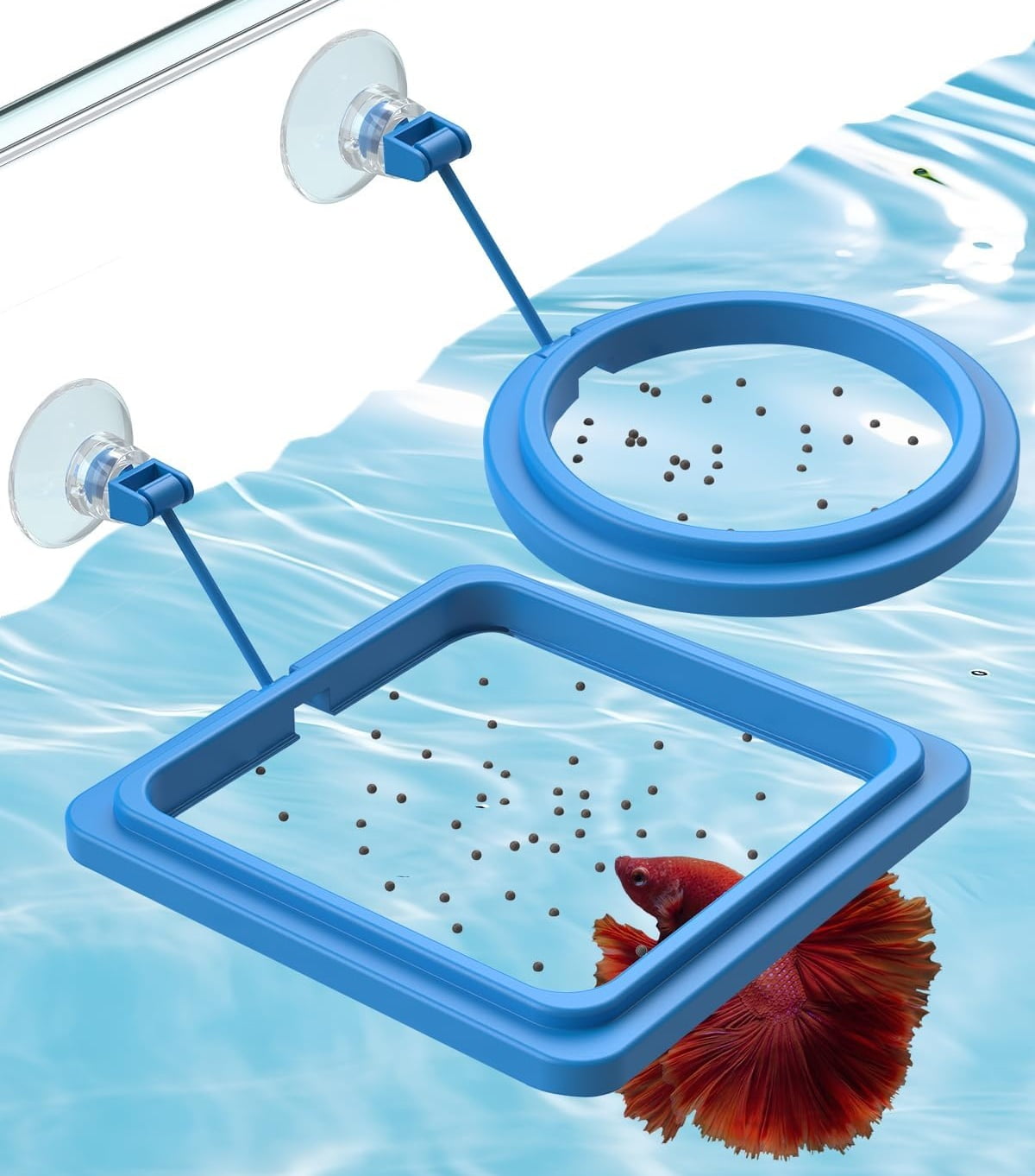 2 Pcs Feeding Ring for Fish Tank, Bule Aquarium Floating Plant Rings ...