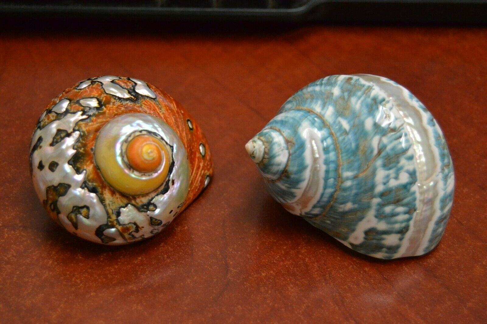 2 Pcs Green Banded & Sarmaticus Turbo Seashell Hermit Crab 2 1/2
